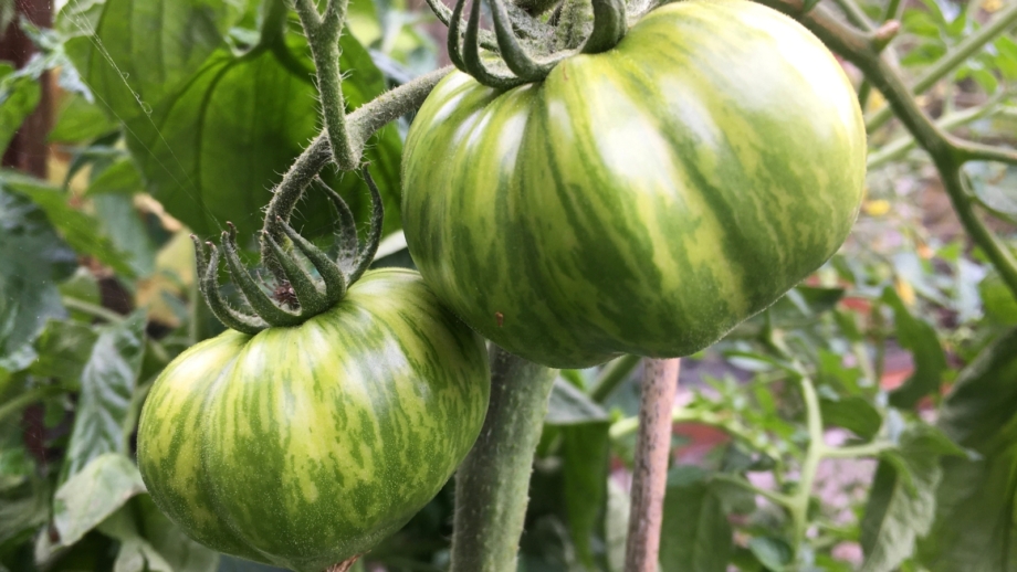 7 Unique and Unusual Tomatoes That Wow in the Garden