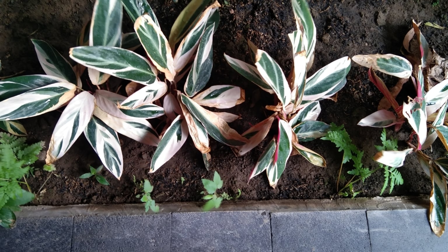 How to Plant, Grow, and Care for Stromanthe Plants