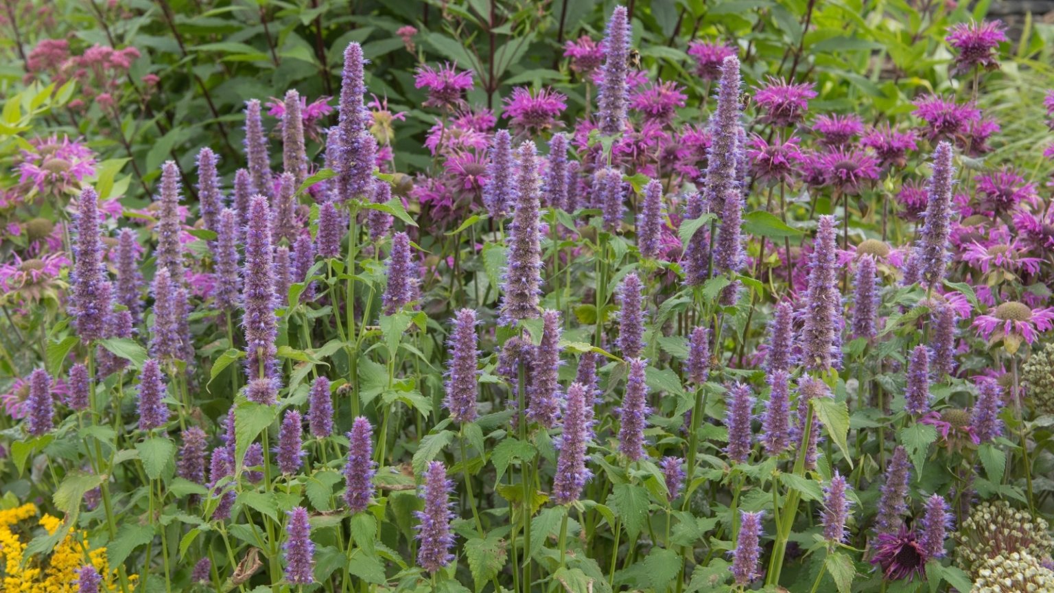 19 Aggressive Native Plants That Can Battle Invasive Species