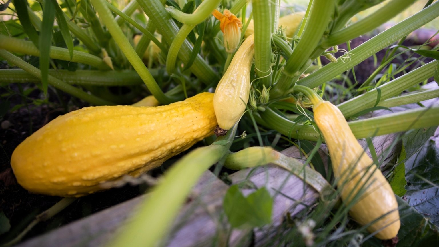 How to Grow Squash in Raised Beds: 9 Pro Tips