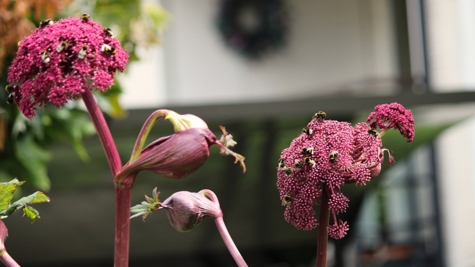 How to Plant, Grow, and Care For Angelica