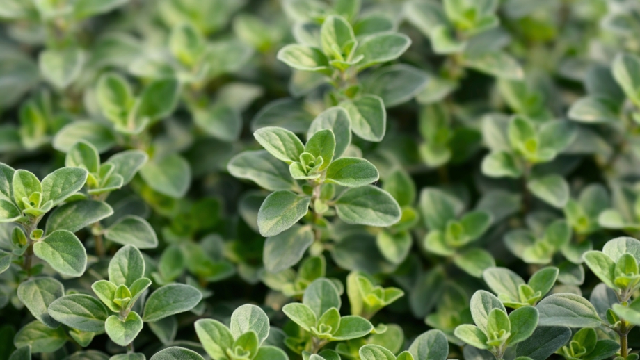 20 Mediterranean Herbs and Spices to Grow in Your Garden