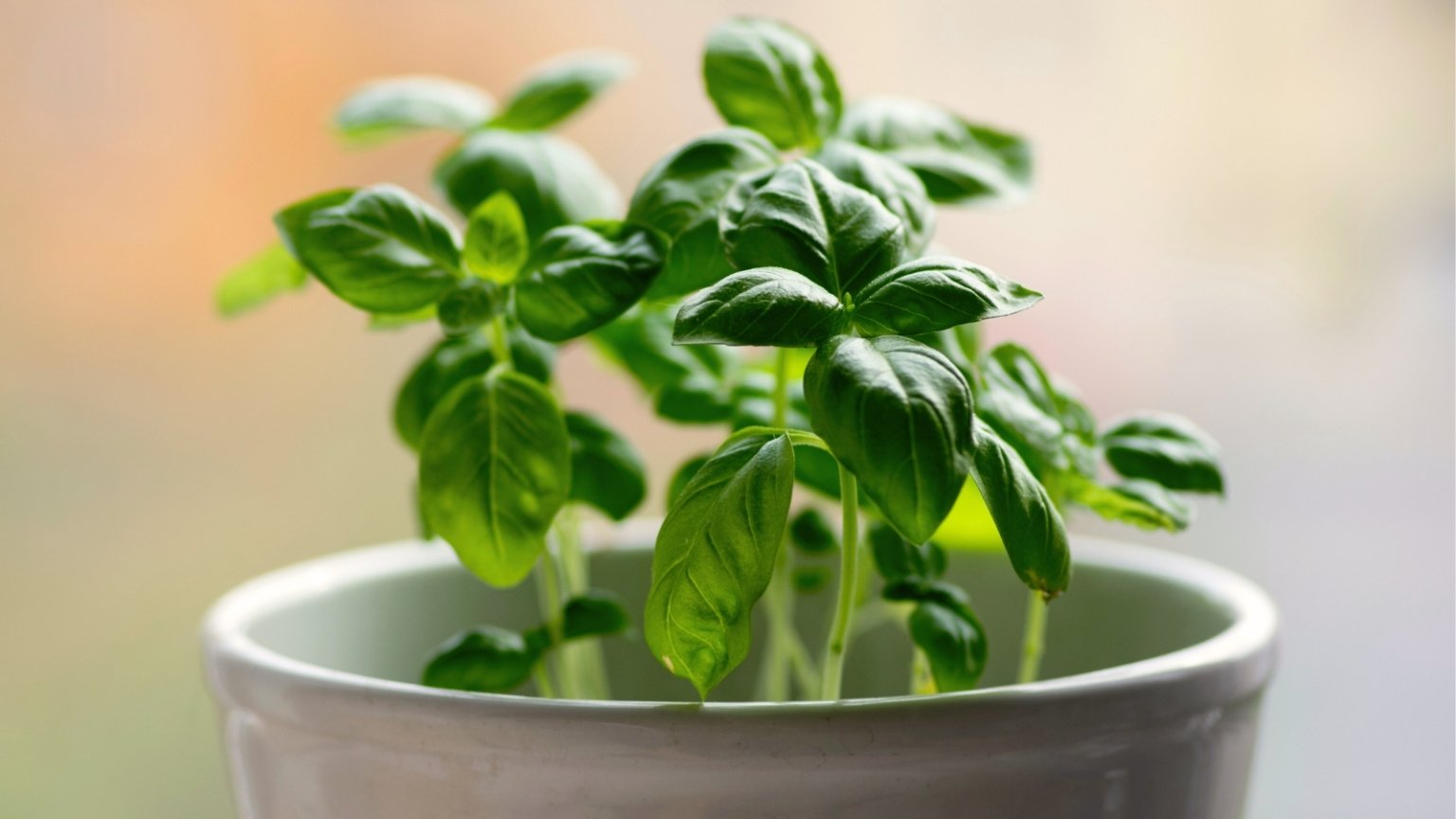 How to Prevent Your Basil From Bolting: 7 Pro Tips
