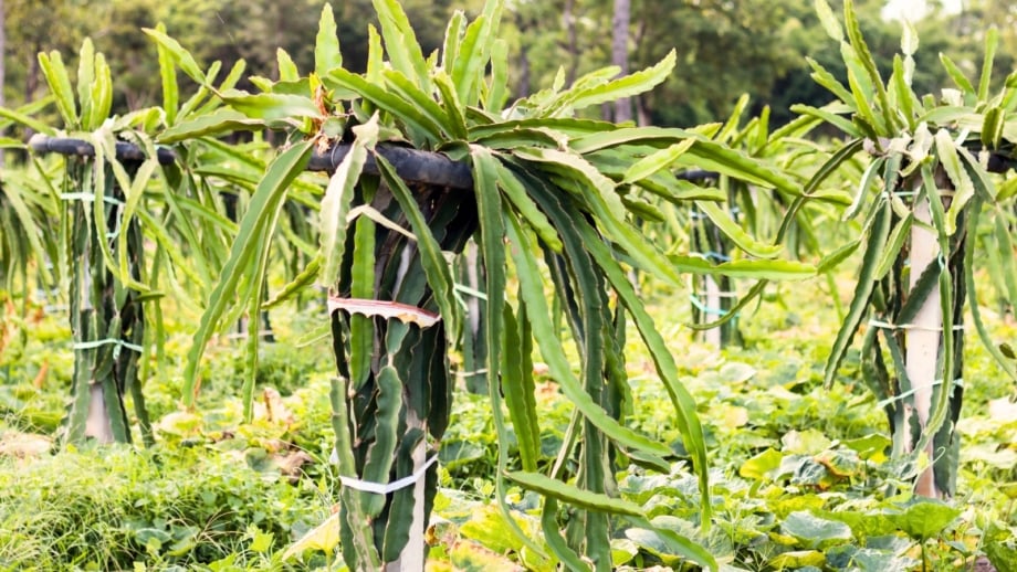 Complete Beginner's Guide to Growing Dragon Fruit