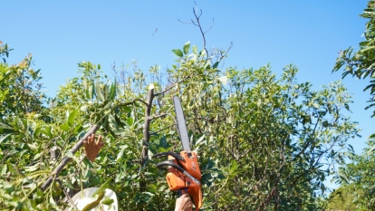How to Plant, Grow, and Care for ‘Pancho’ Cold-Hardy Avocados