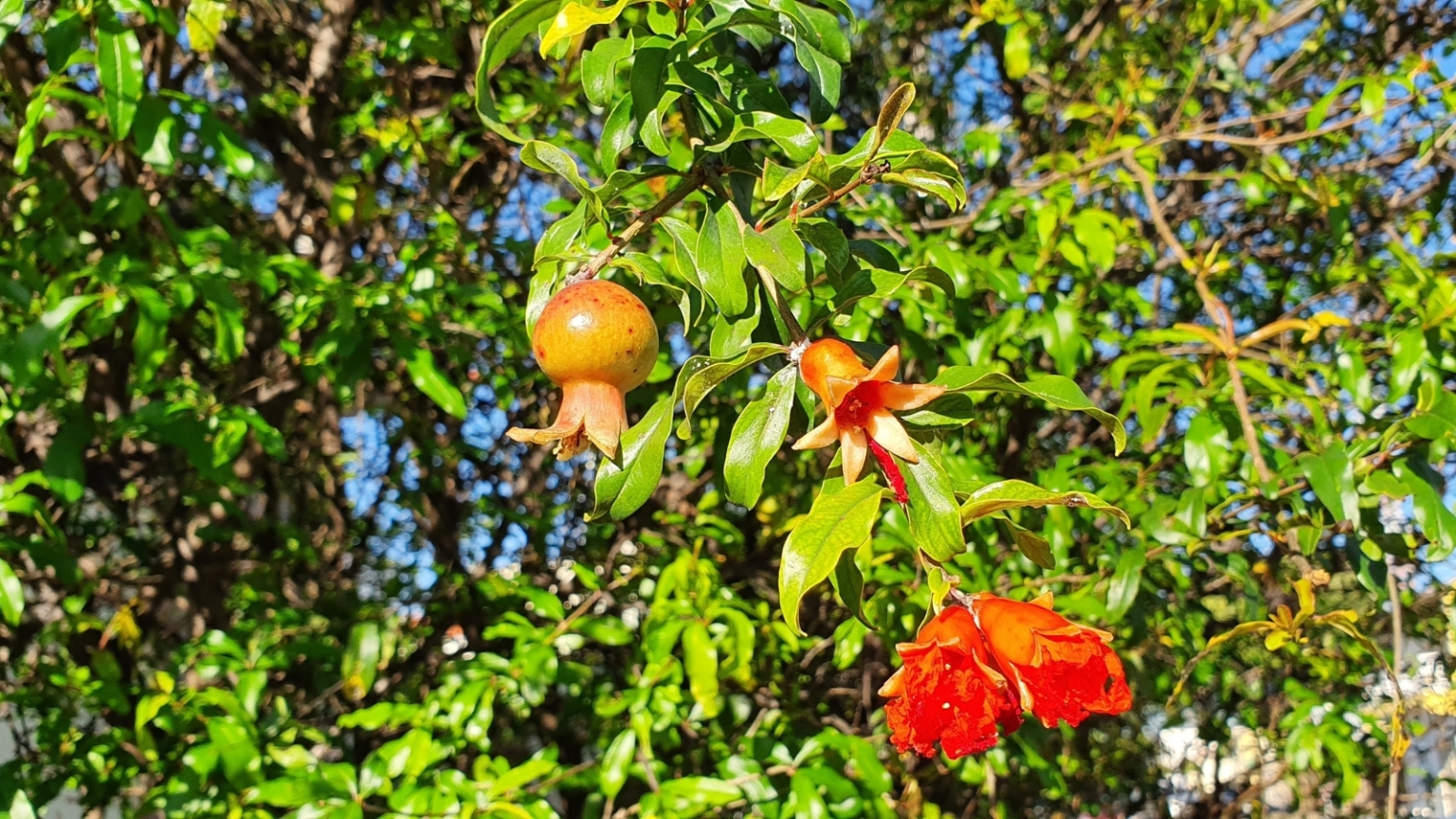 15 Fruit Trees That Thrive in Florida Gardens