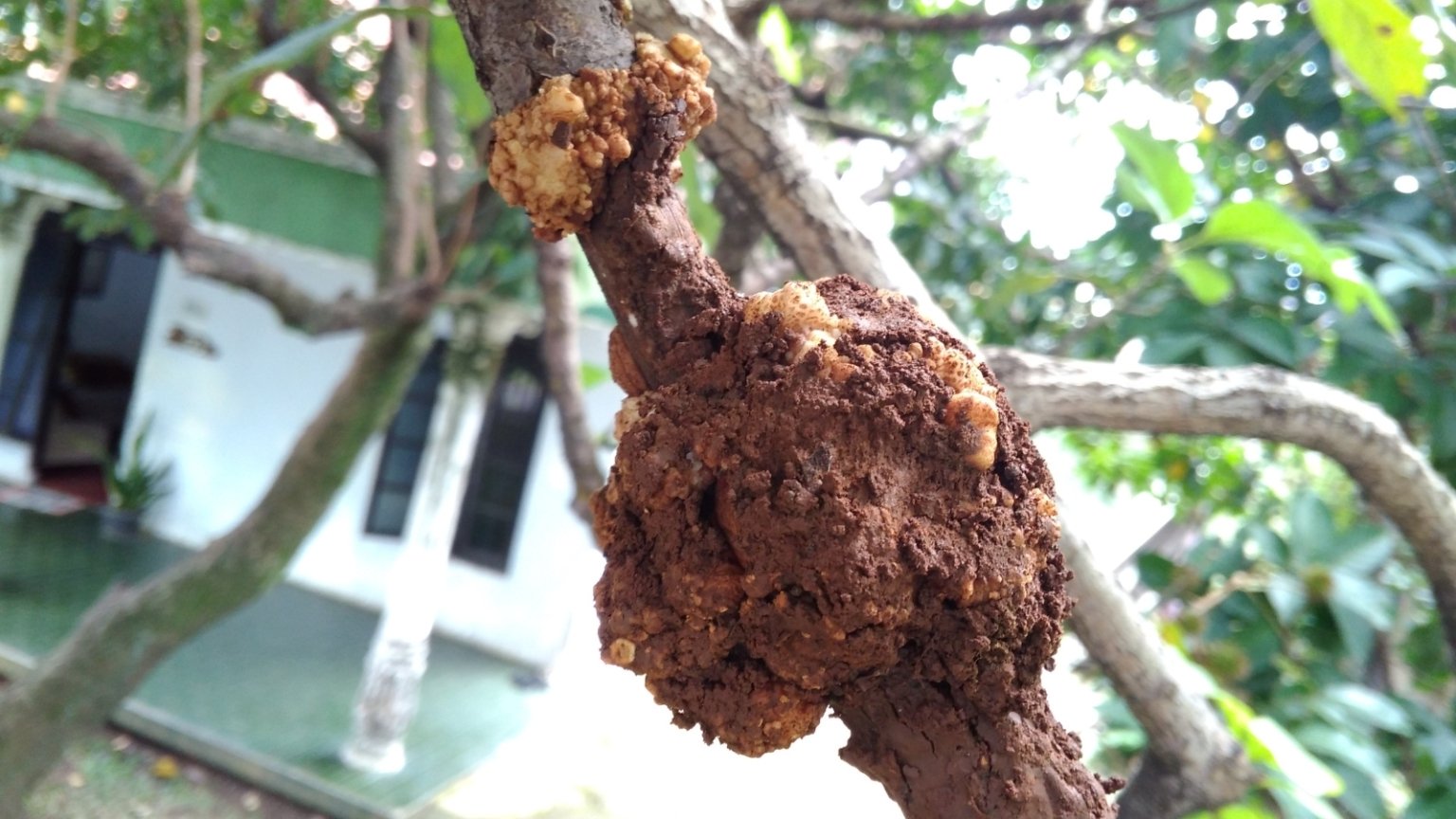 How to Plant, Grow, and Care for 'Bacon' Avocado Trees