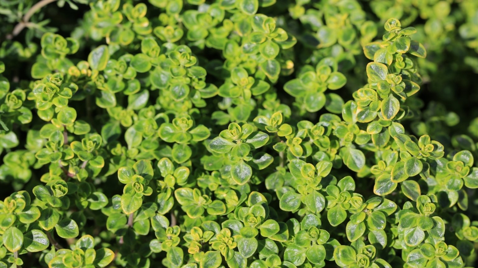 25 Cold-Hardy Herbs That Survive Winter in the Garden