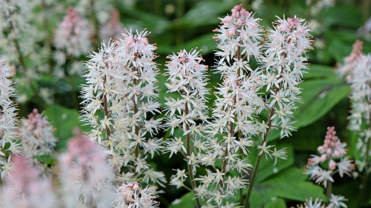 How to Plant, Grow, and Care For Tiarella