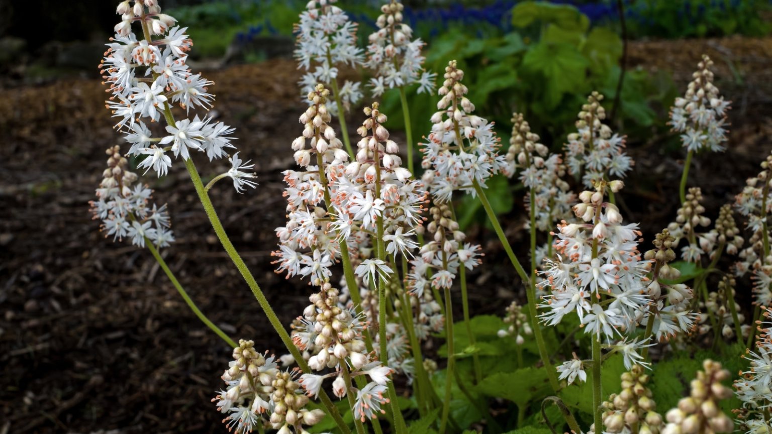 How to Plant, Grow, and Care For Tiarella