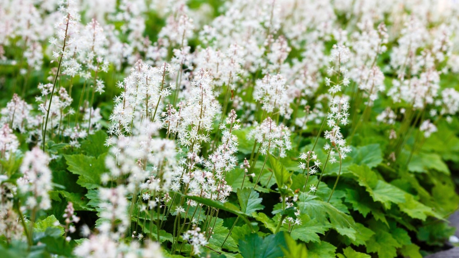 How to Plant, Grow, and Care For Tiarella