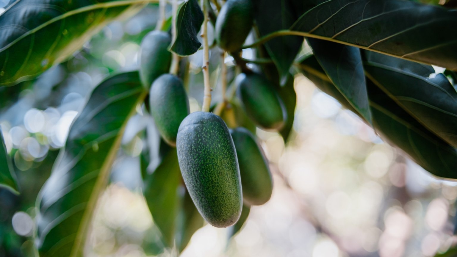 How to Plant, Grow, and Care for 'Bacon' Avocado Trees