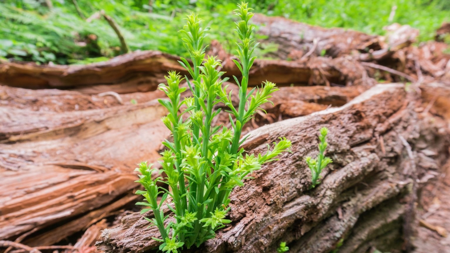 How to Plant, Grow, and Care For Redwood Trees