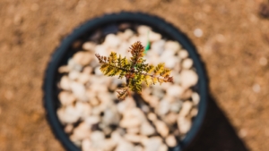 How to Plant, Grow, and Care for Jacaranda Trees