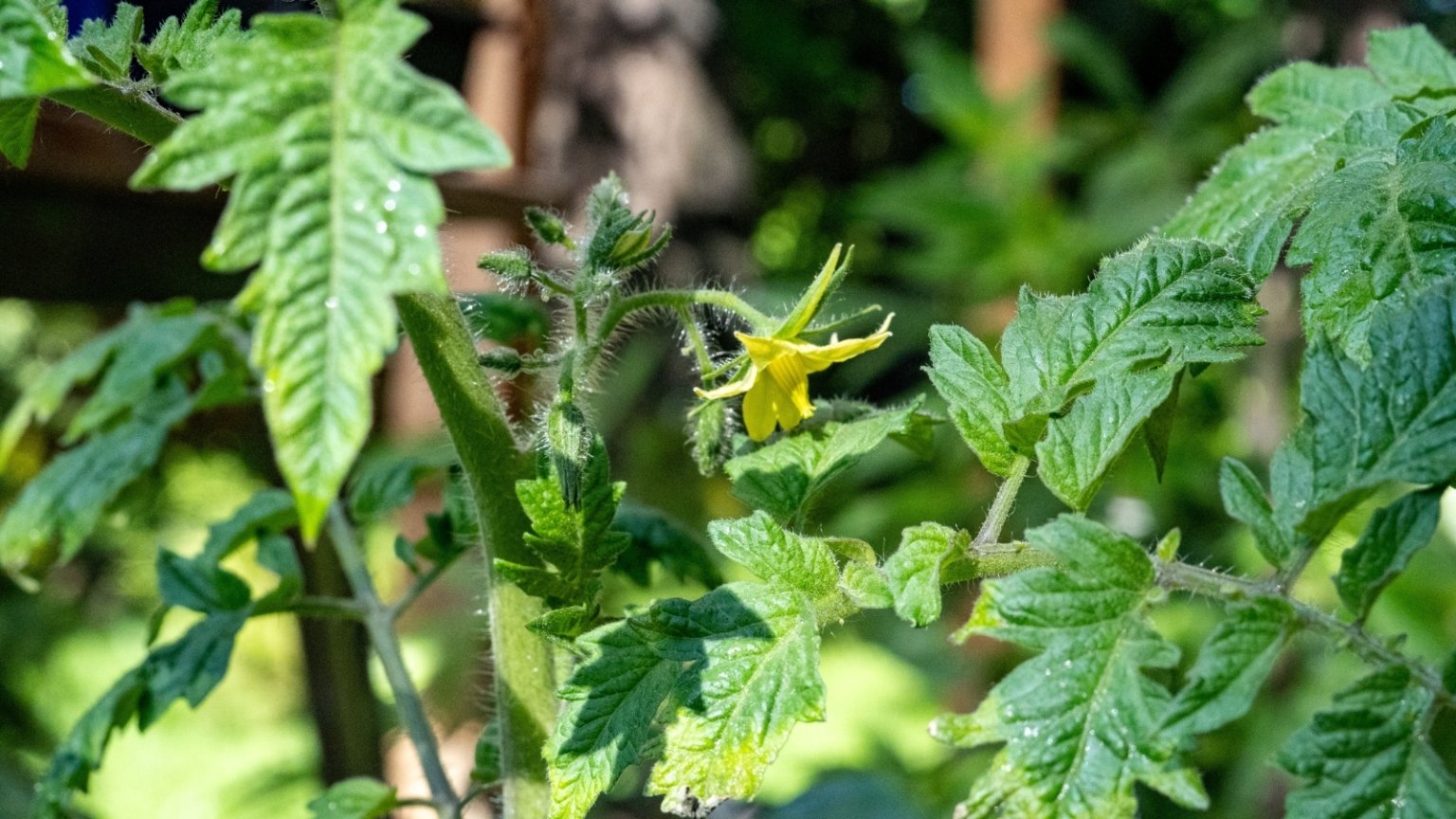 How to Grow Epic Tomatoes in Grow Bags