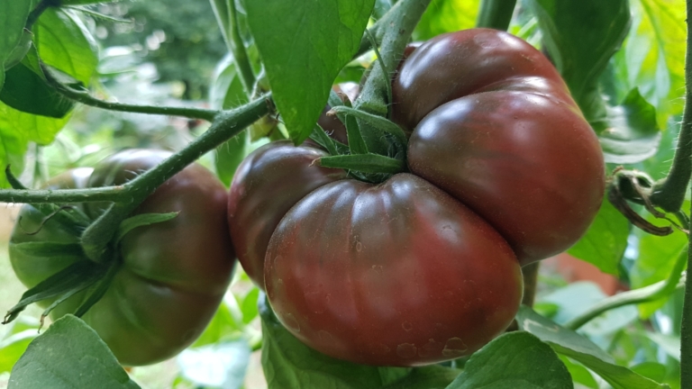 15 Essential Slicer Tomato Varieties to Grow This Season