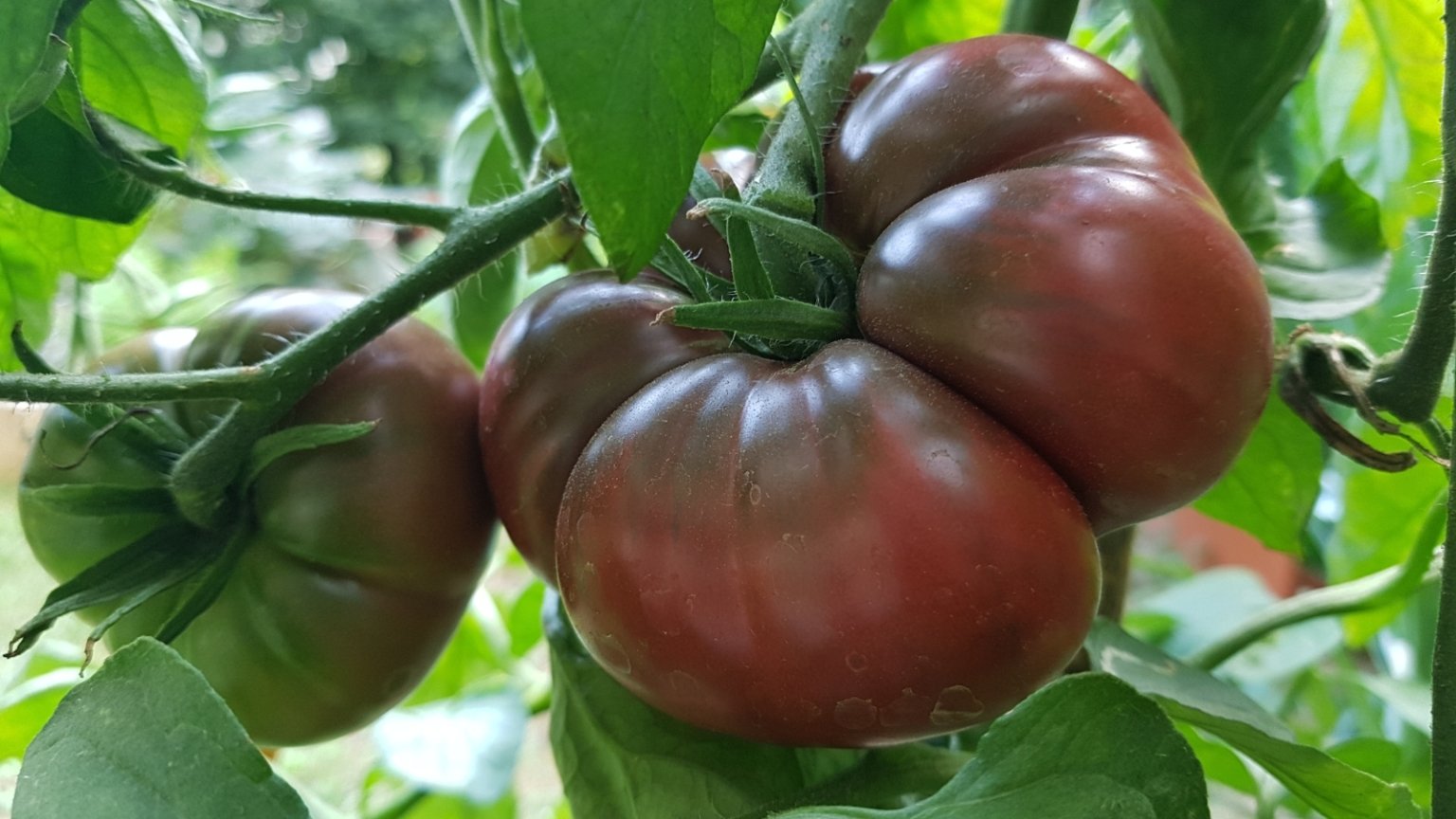 7 Unique and Unusual Tomatoes That Wow in the Garden