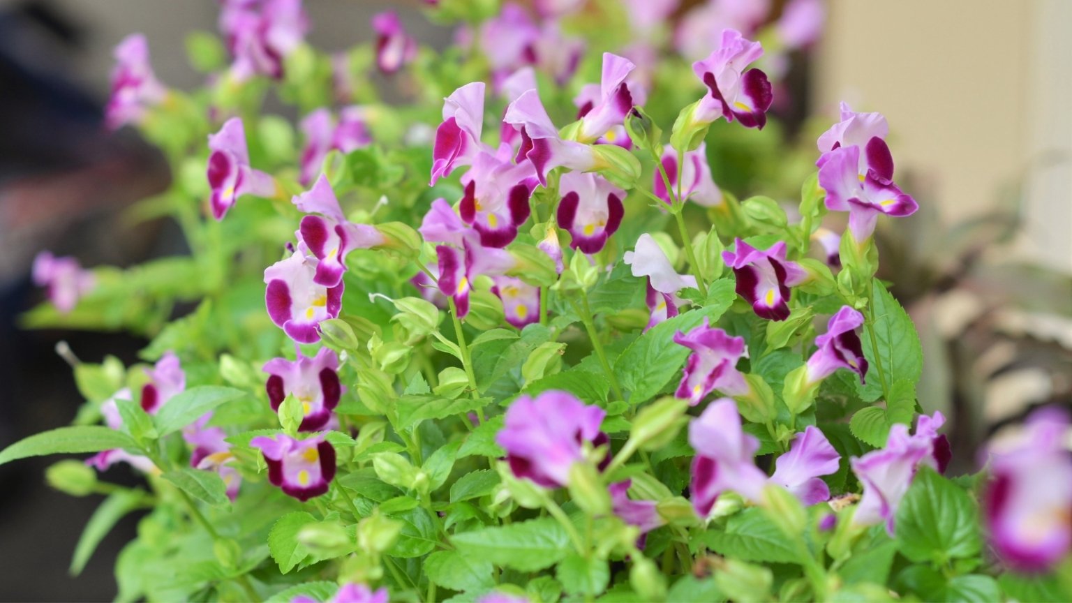 How to Plant, Grow, and Care for Torenia