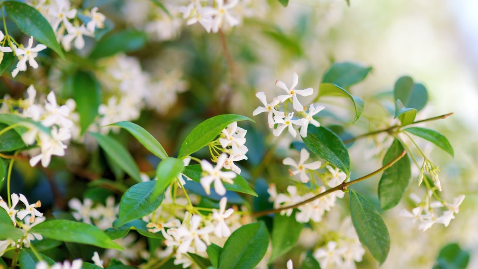 19 Best Plants For Growing on Arches in Raised Beds