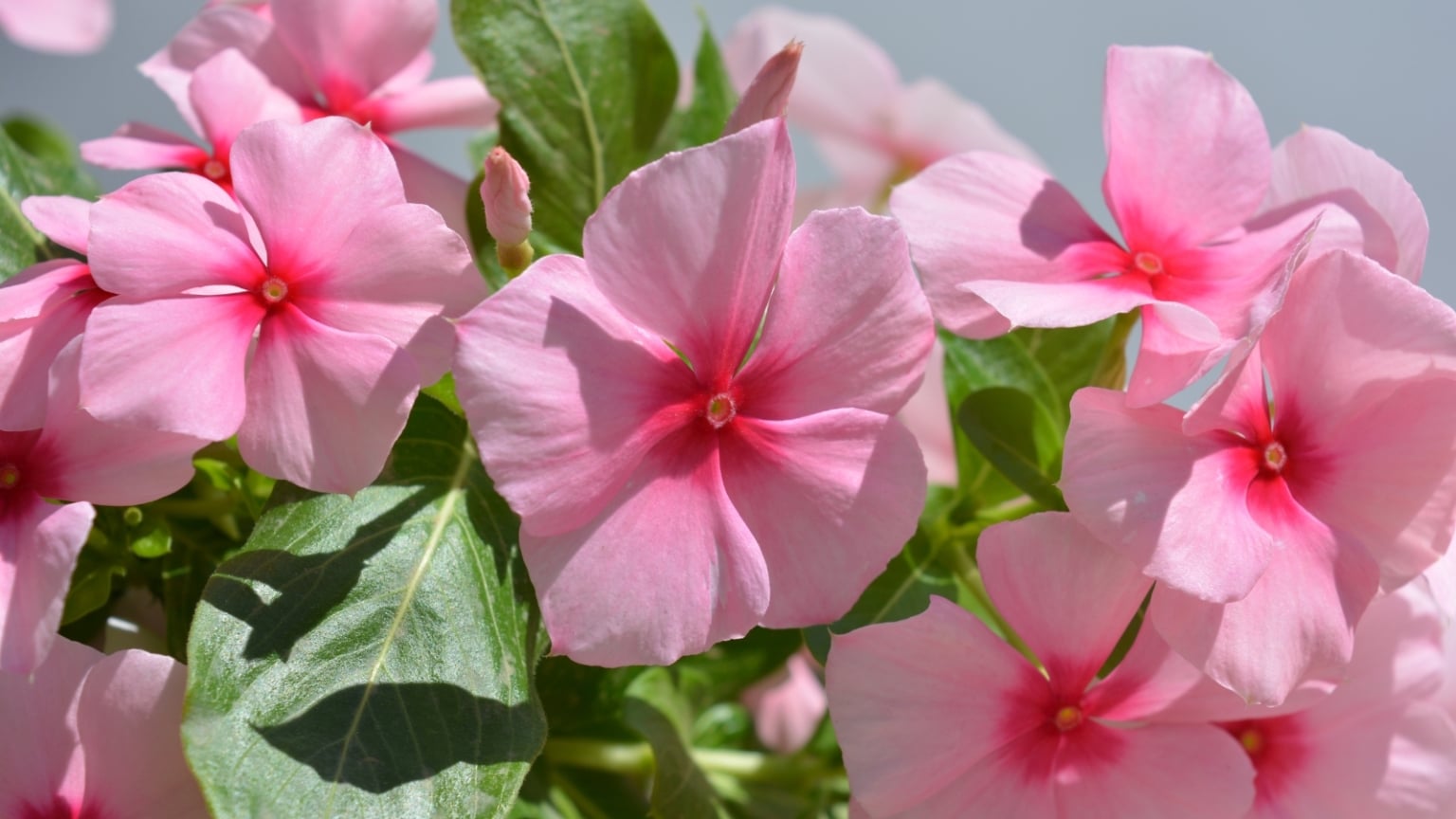 15 Drought-Tolerant Plants for Hanging Baskets