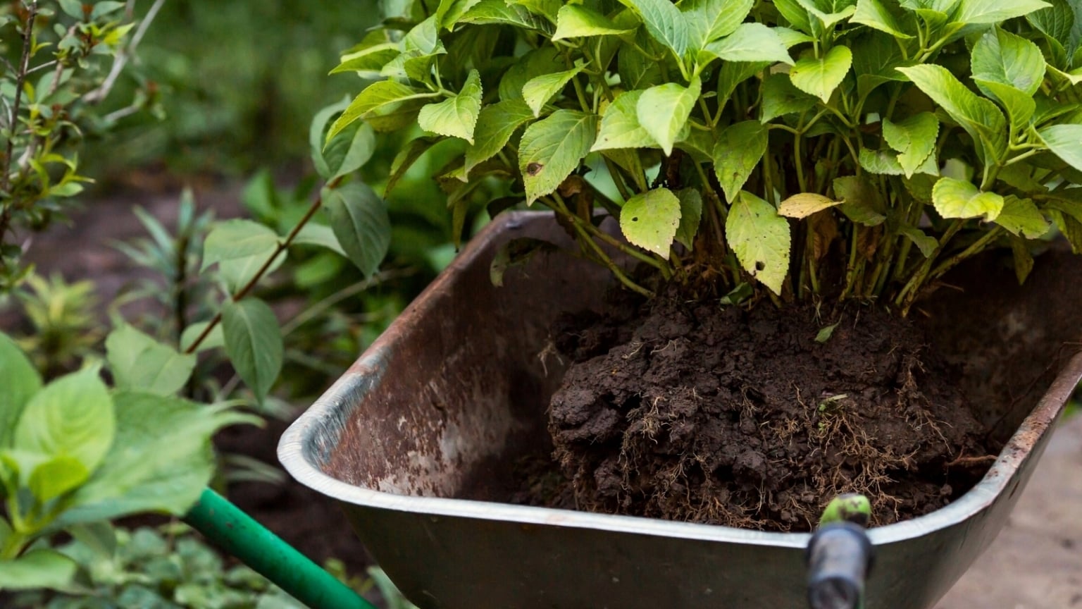 How to Plant, Grow, and Care for 'Endless Summer' Hydrangeas
