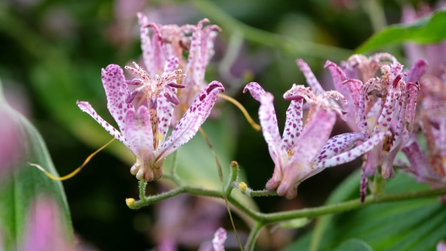 11 Tropical-Looking Plants That Grow in Cold Climates