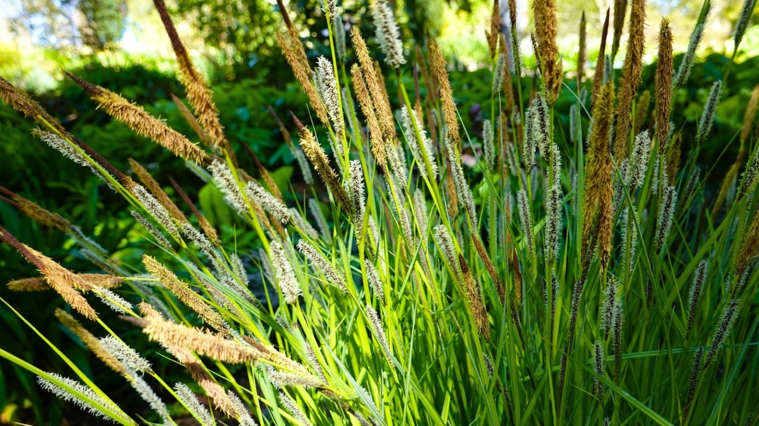 How to Plant, Grow, and Care for Sedge (Carex)