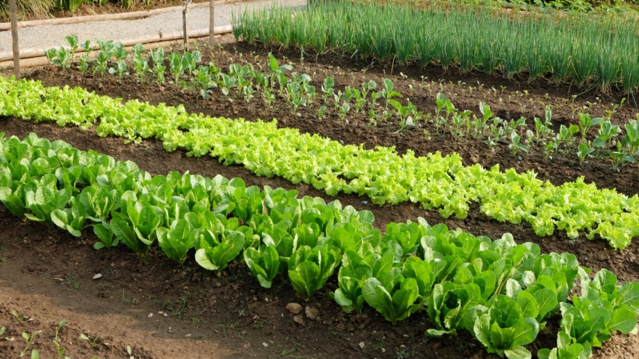 Raised Beds vs. In-Ground Gardening: 9 Pros and Cons
