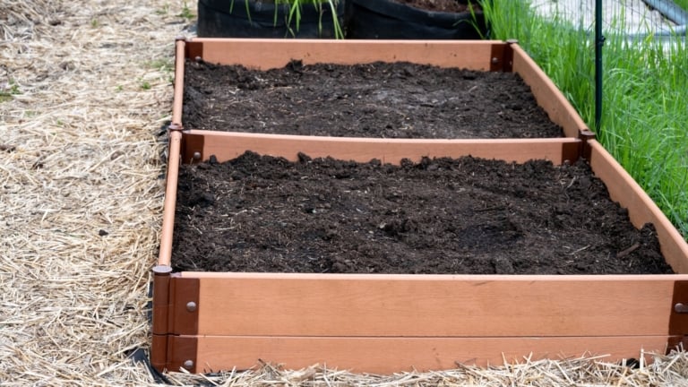 How to Grow Garlic in Raised Beds: A Complete Guide