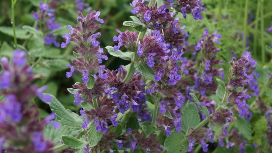 27 Best Varieties of Catmint (Nepeta) For Your Flower Bed