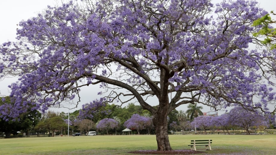 How to Plant, Grow, and Care for Jacaranda Trees