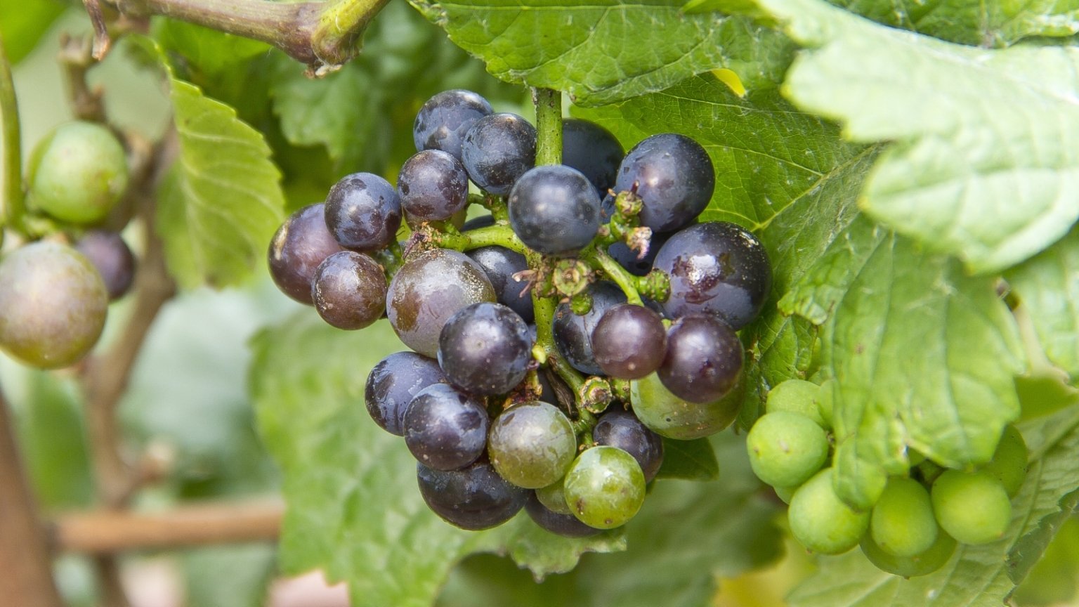 9 Tips For Growing Grapes in Raised Beds