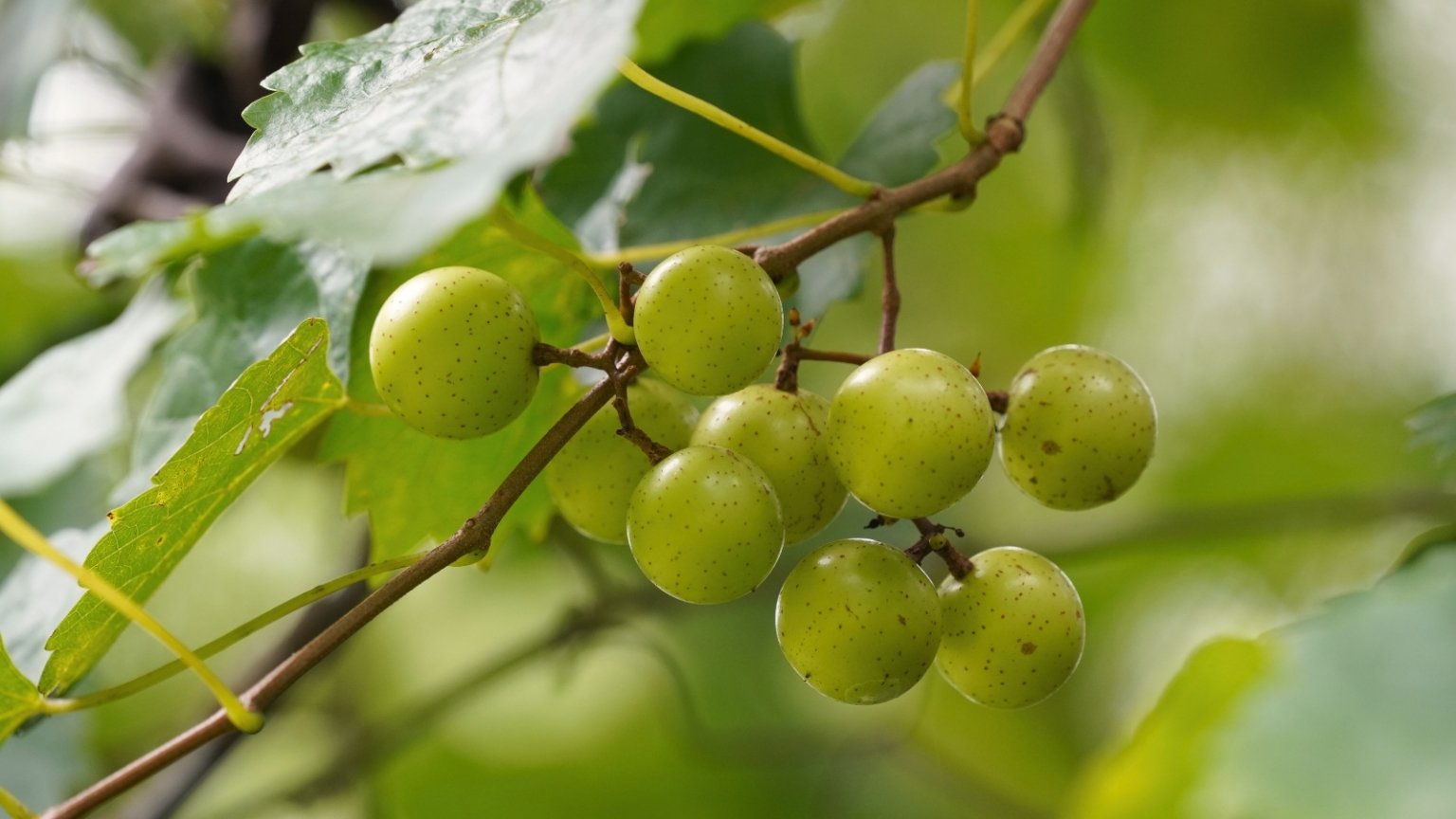 15 US-Native Climbing Plants and Vines