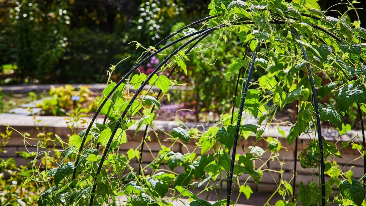 19 Best Plants For Growing on Arches in Raised Beds