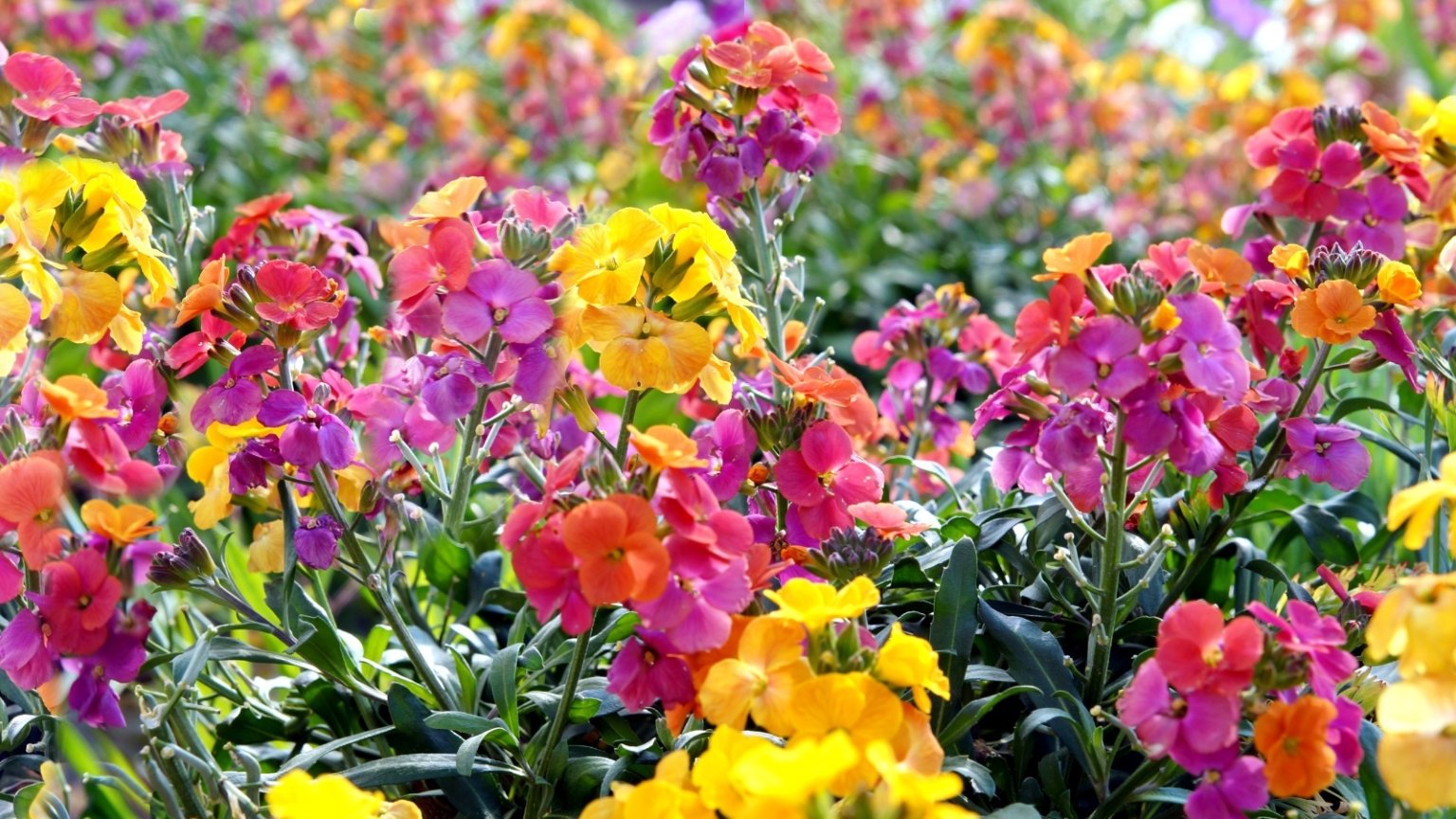 How to Plant, Grow, and Care for Wallflowers