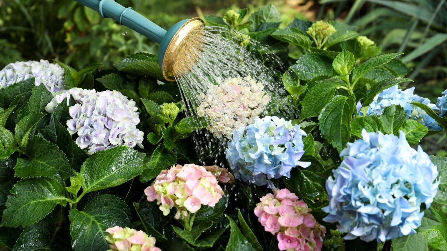 How to Plant, Grow, and Care for 'Endless Summer' Hydrangeas