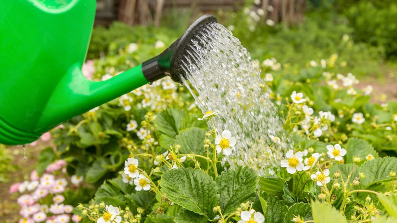 How Much Water do Strawberries Need?