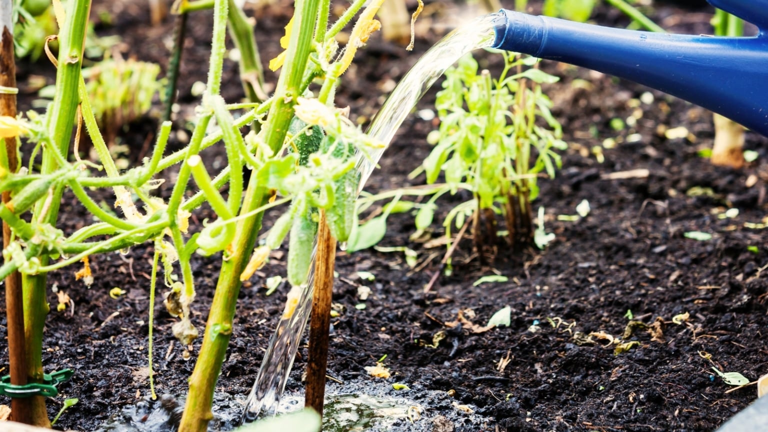 How to Plant, Grow, and Care for Lemon Cucumbers