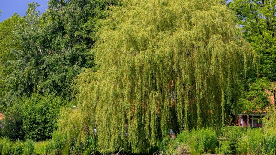 How to Plant, Grow, and Care For Willow Trees