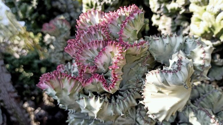 How to Plant, Grow, and Care for Euphorbia Lactea