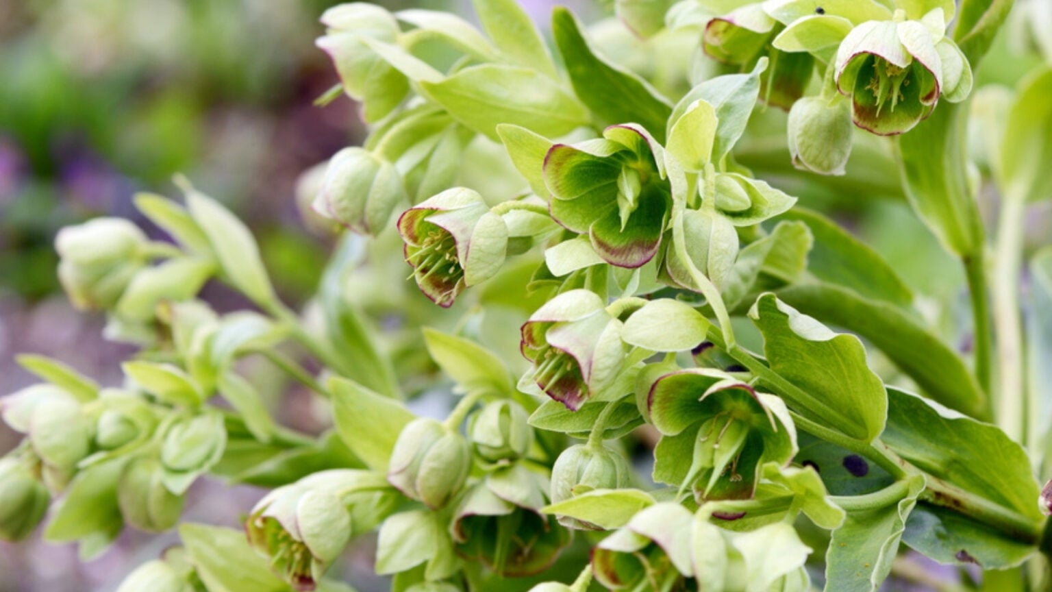 How to Plant, Grow, and Care for Helleborus Foetidus