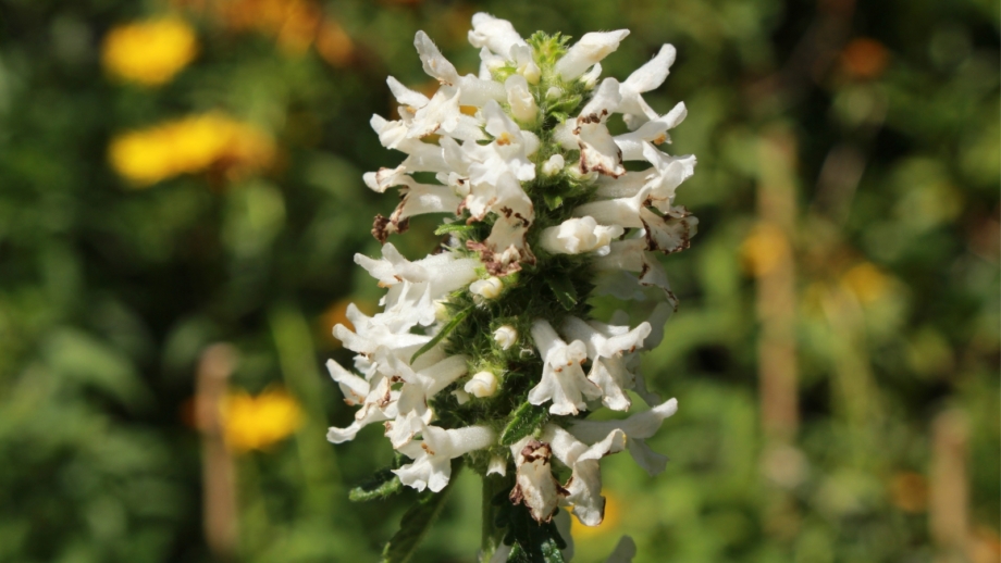 How to Plant, Grow, and Care For Wood Betony