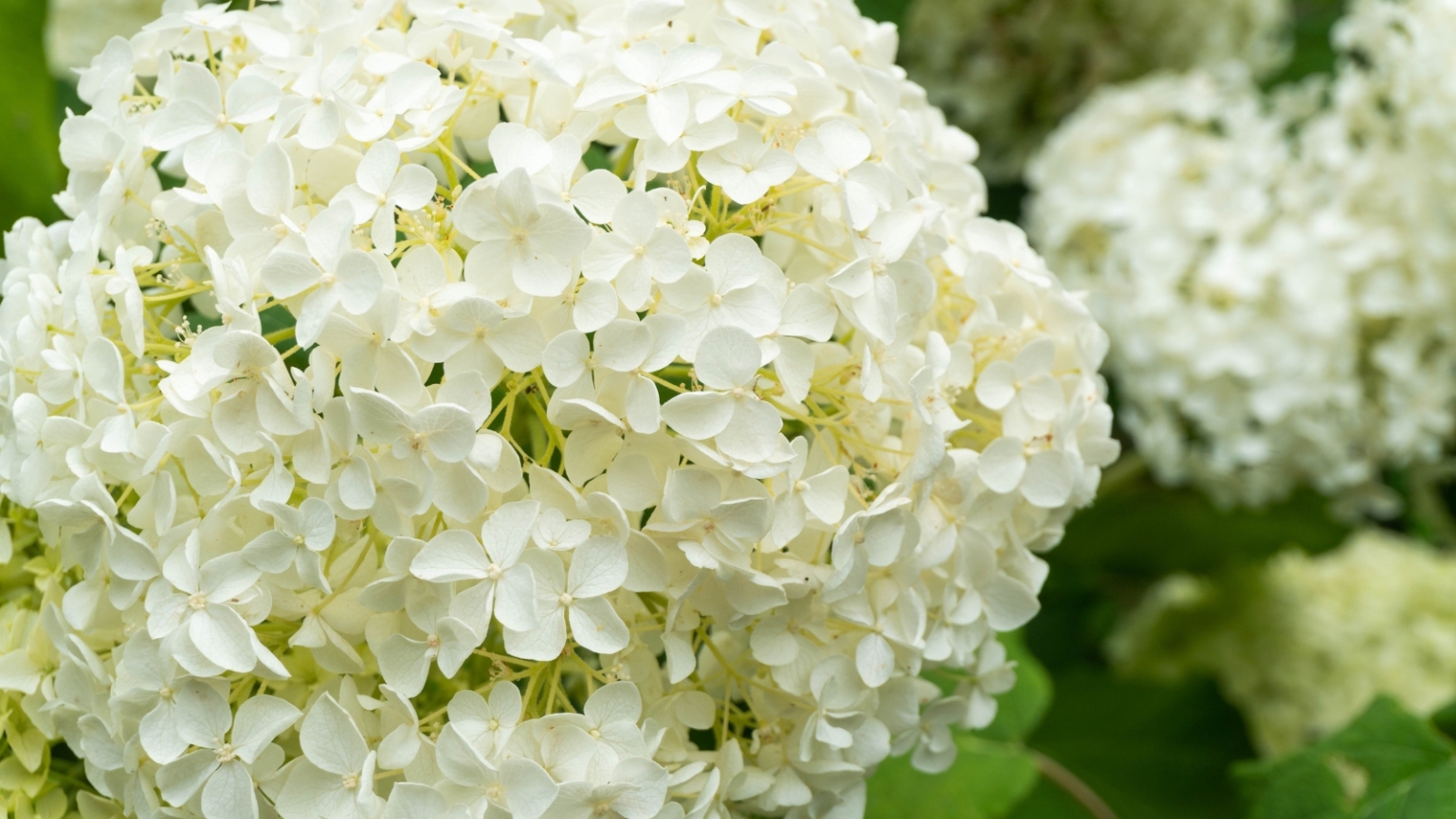 When Do Hydrangeas Bloom?