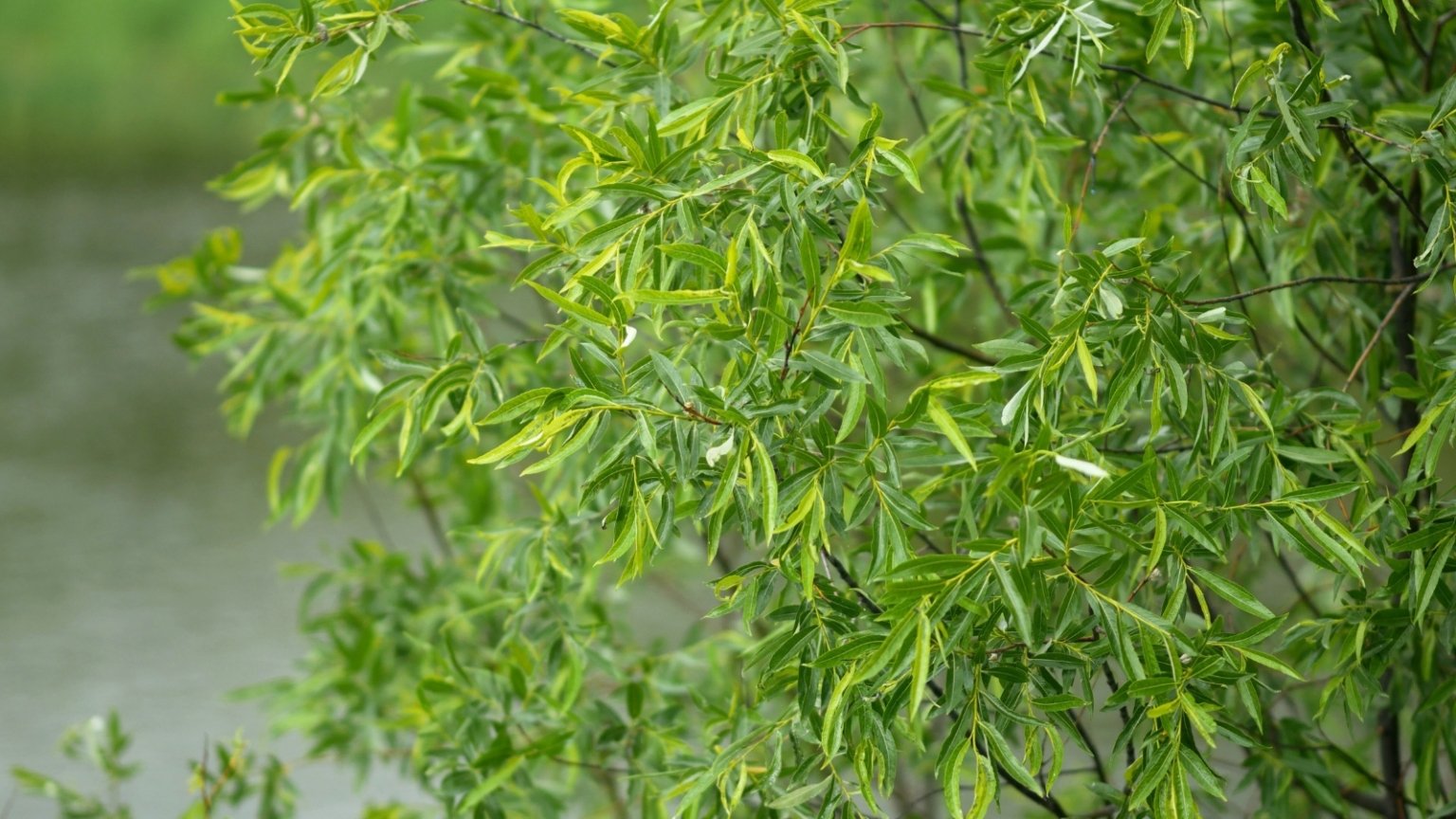 How to Plant, Grow, and Care For Willow Trees