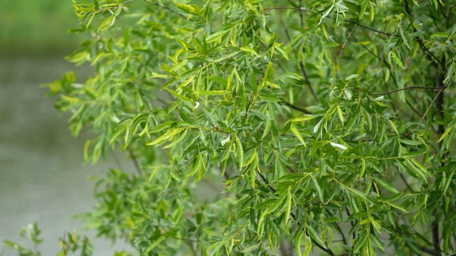 How to Plant, Grow, and Care For Willow Trees