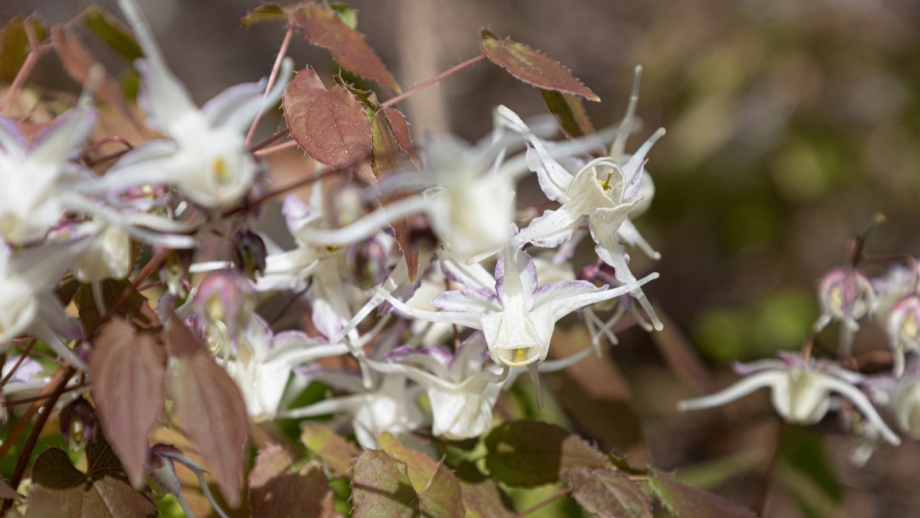 17 Beautiful Epimedium Varieties for Your Shade Garden