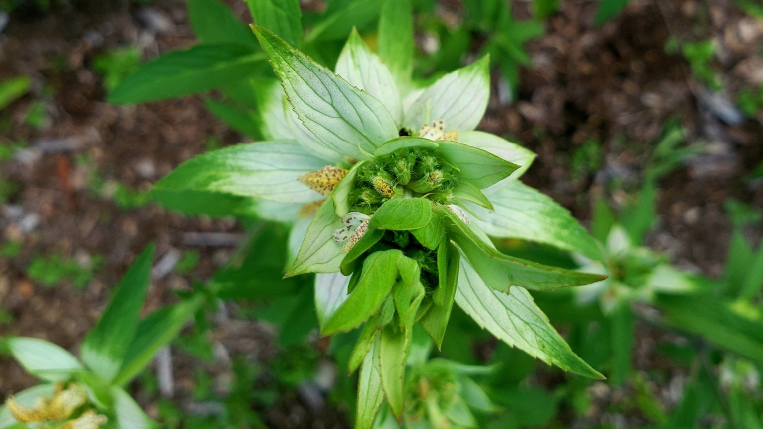 How to Plant, Grow, and Care for Spotted Bee Balm