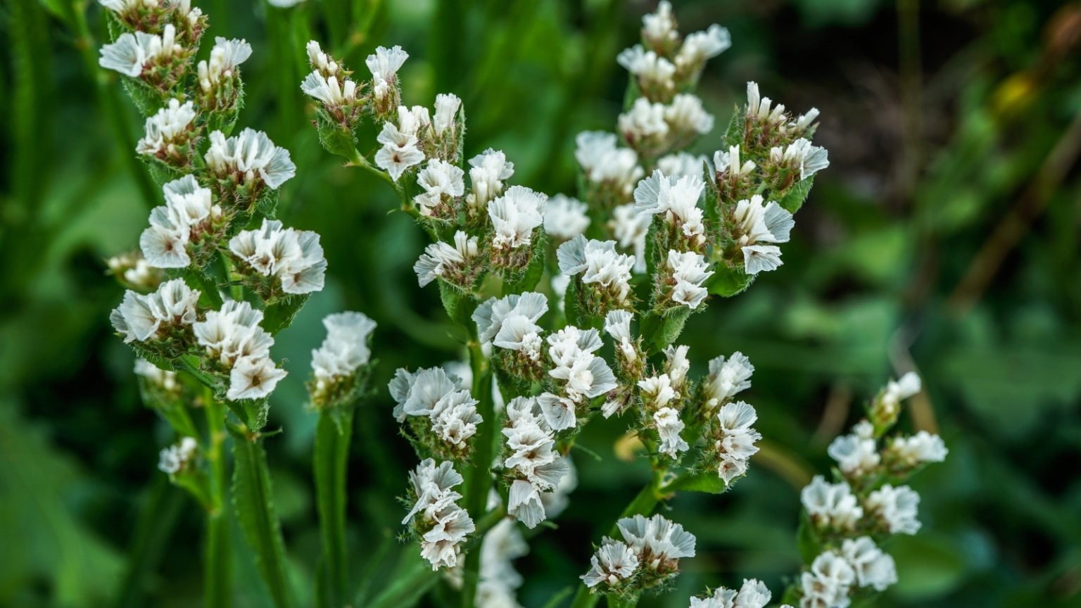 How to Plant, Grow, and Care for Statice