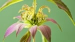 How to Plant, Grow, and Care for Spotted Bee Balm