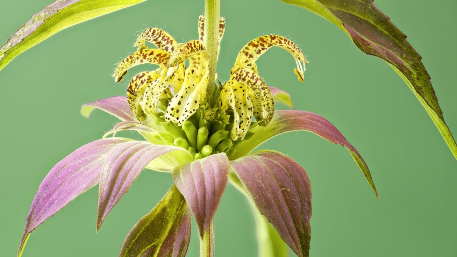 How to Plant, Grow, and Care for Spotted Bee Balm